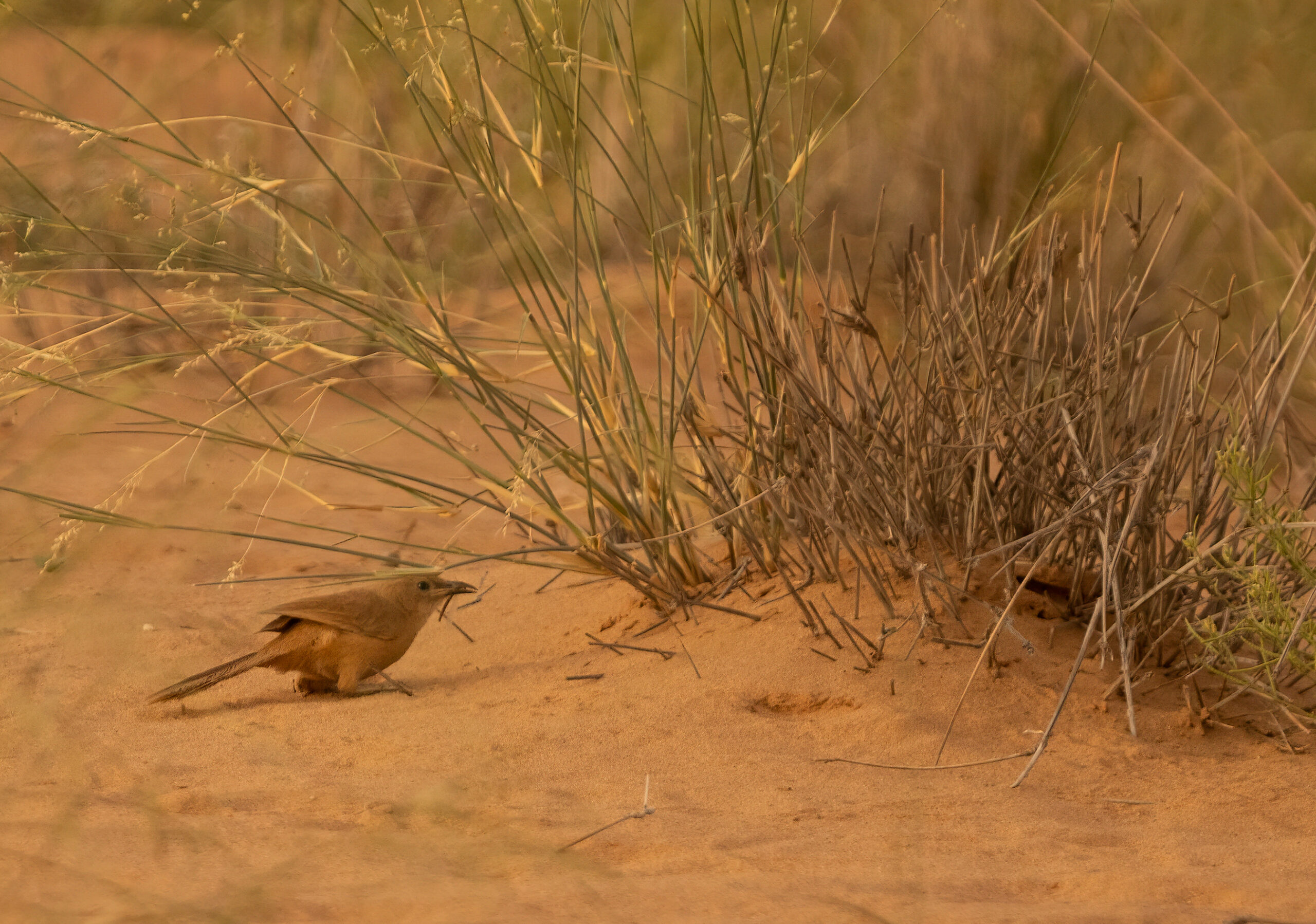Western Sahara Birding Tours - Morocco - Birdwatching - Birdquest