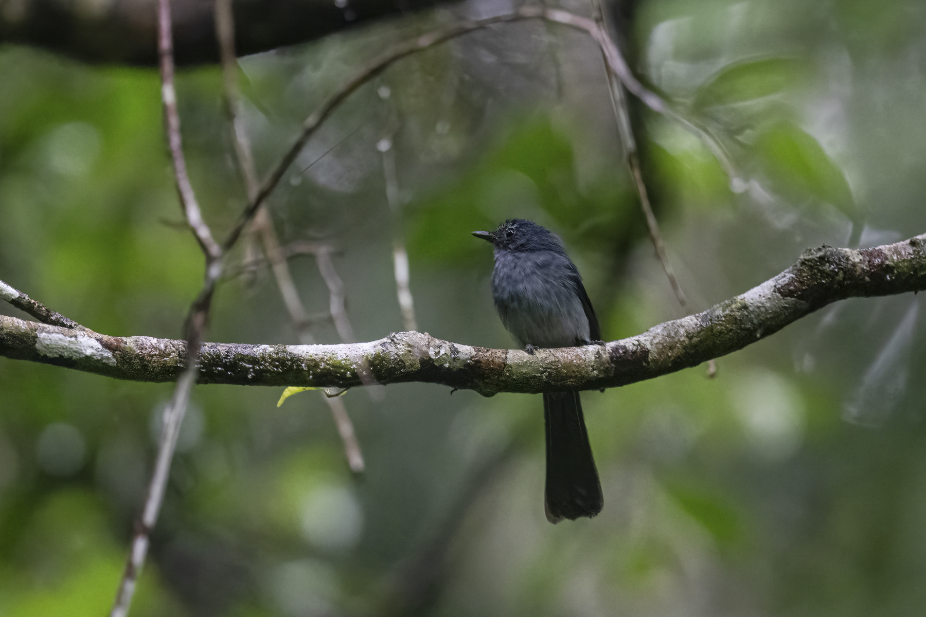 Philippines Birding Tours - Philippines Birdwatching - Birdquest
