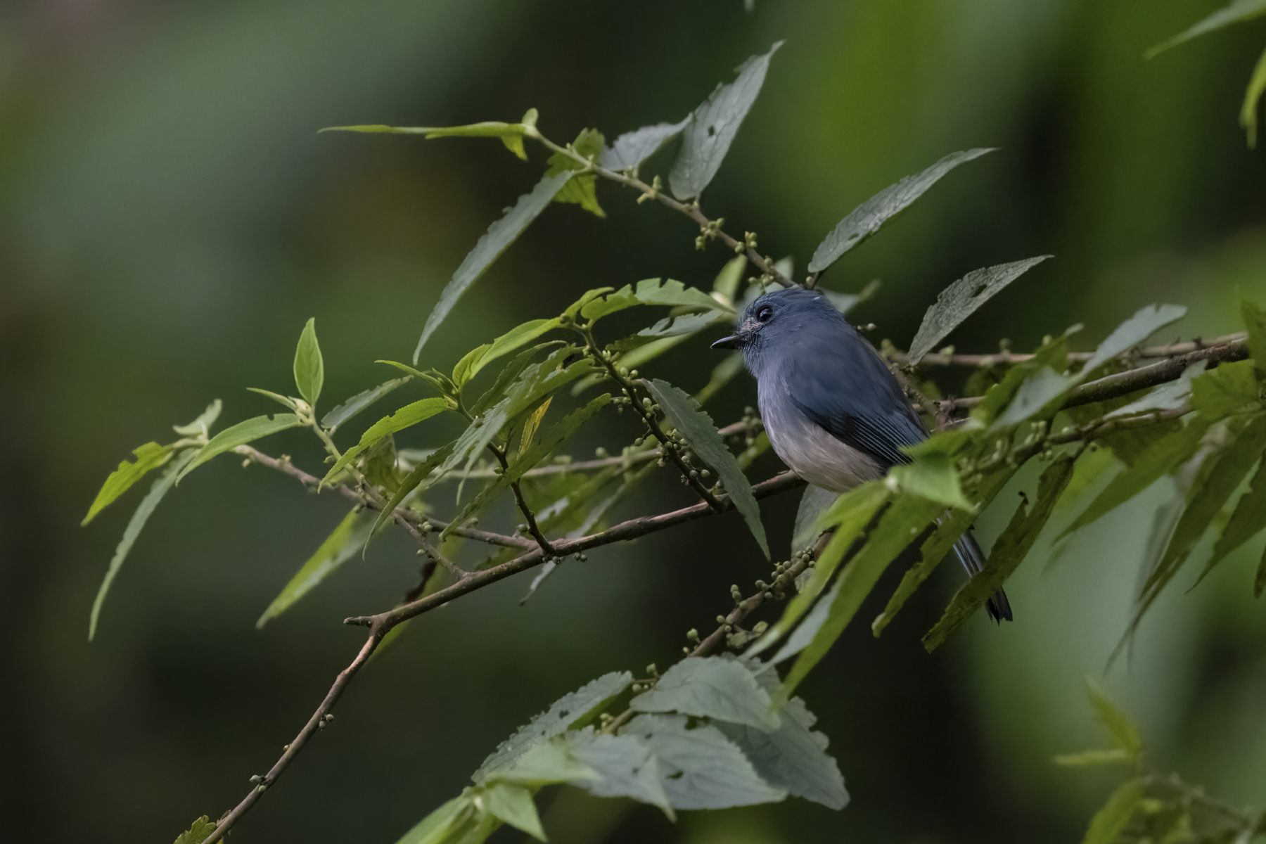 Philippines Birding Tours - Philippines Birdwatching - Birdquest