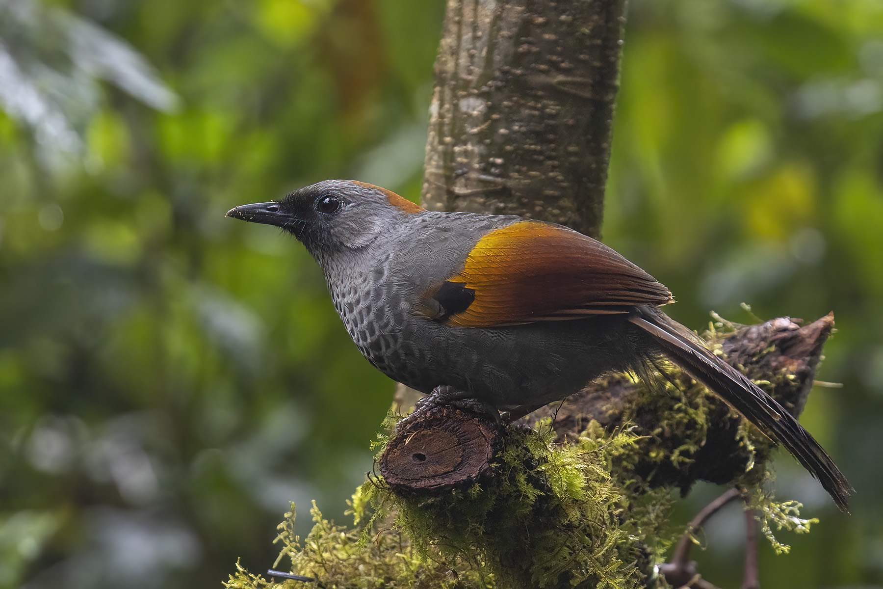 Vietnam Country Bird