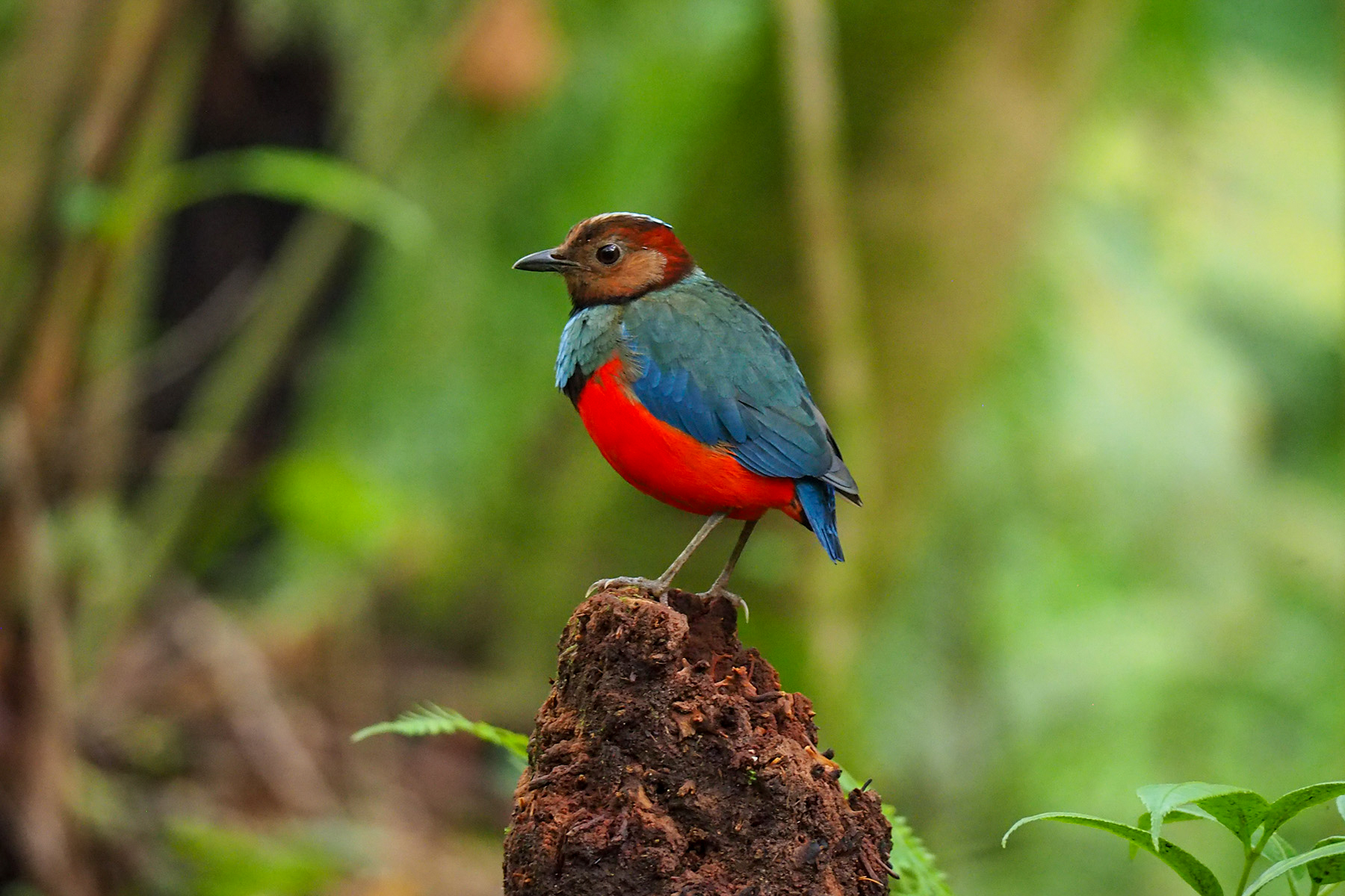 Sulawesi