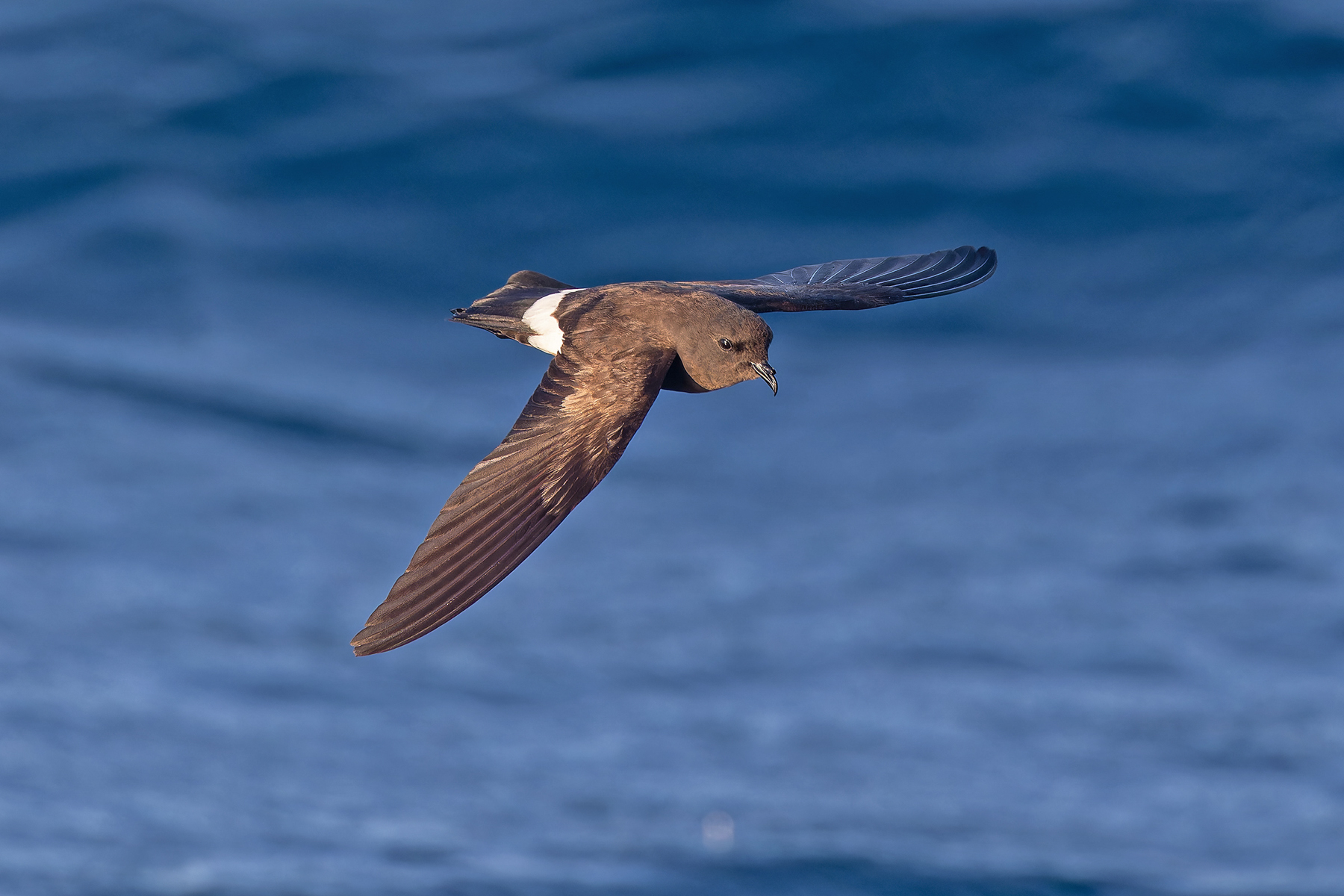 Galapagos Birding Tours - Wildlife - Birdwatching - Birdquest