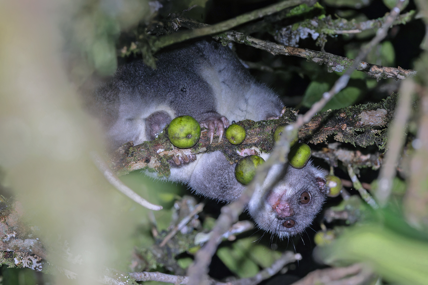 Papua New Guinea Birding Tours - Birdwatching Tours - Birdquest