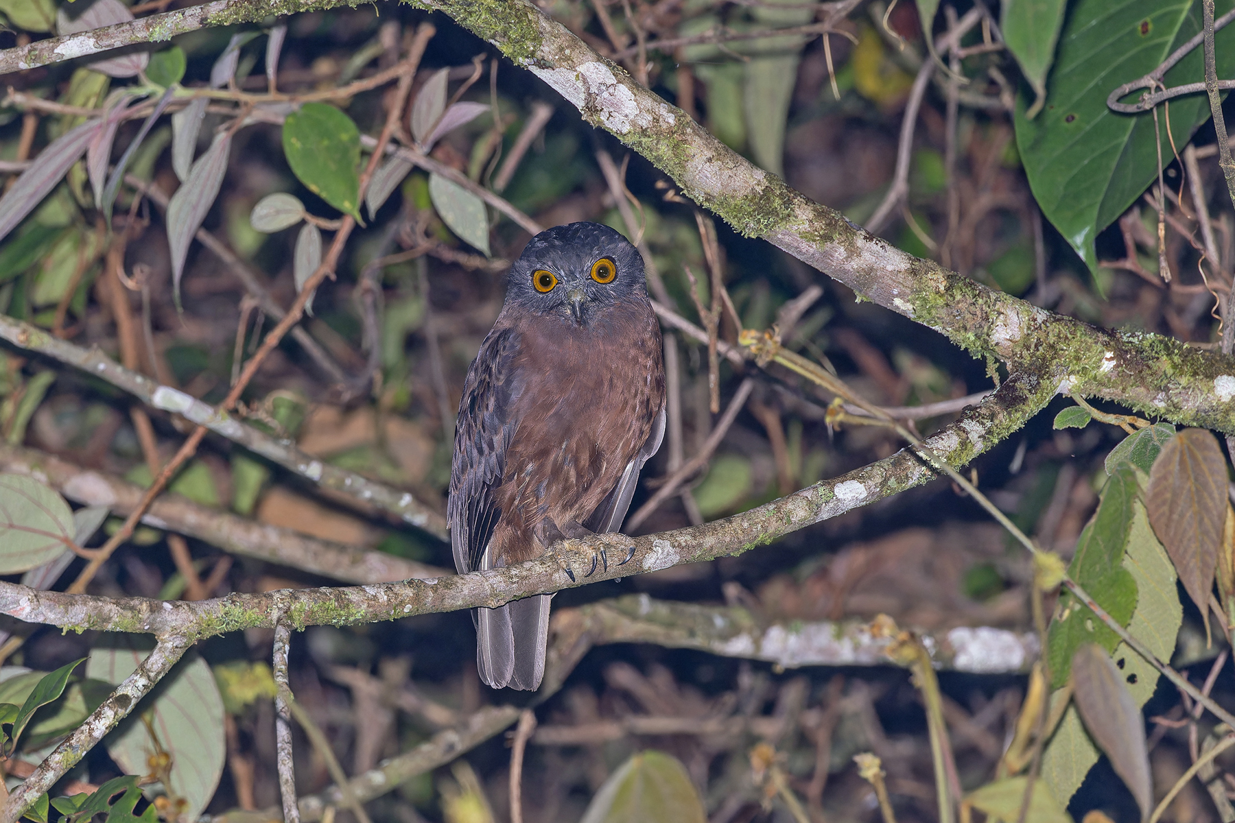 Papua New Guinea Birding Tours - Birdwatching Tours - Birdquest