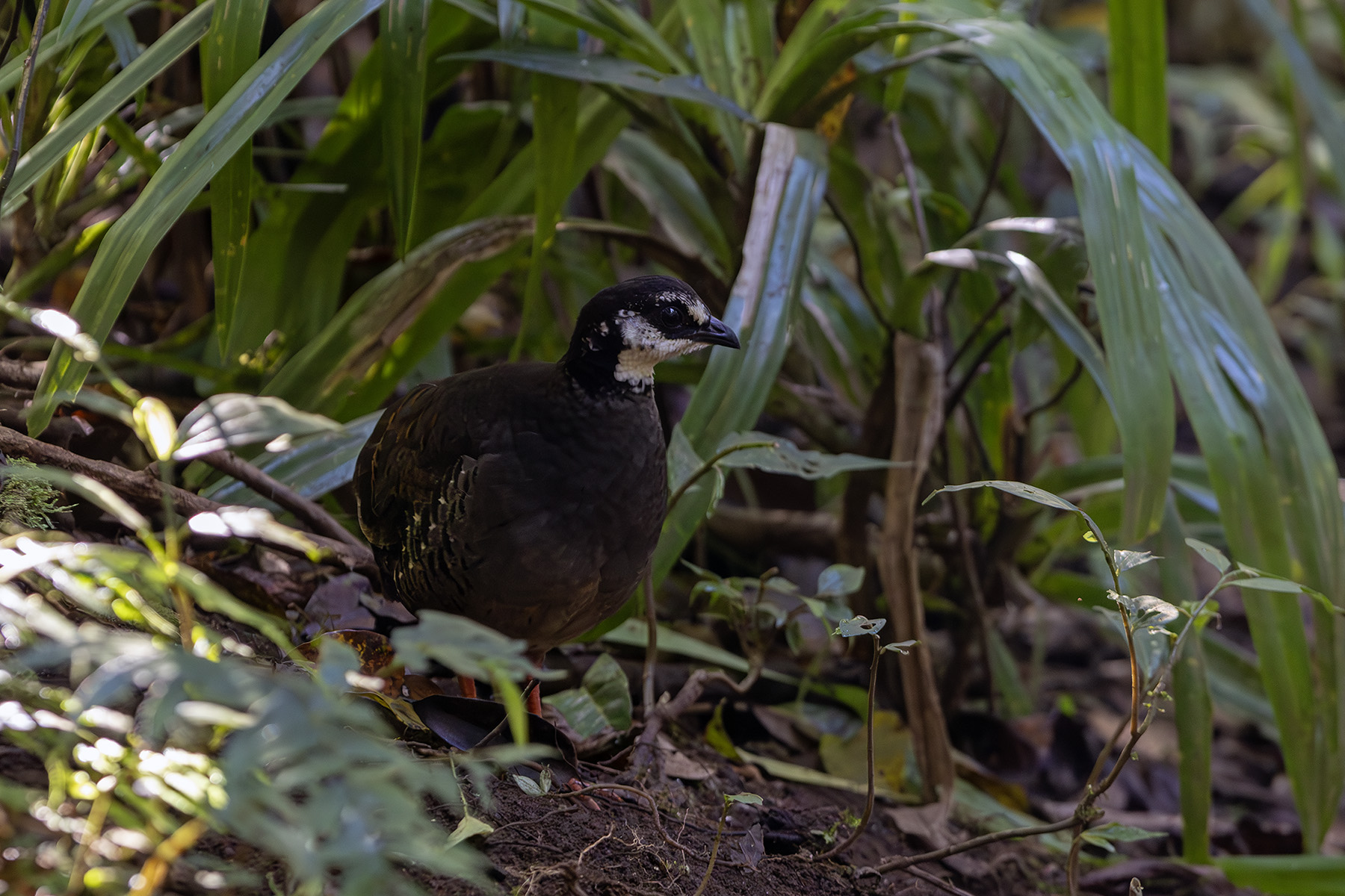JAVA, BALI & KALIMANTAN (BORNEO) TOUR REPORT 2023 - BIRDQUEST