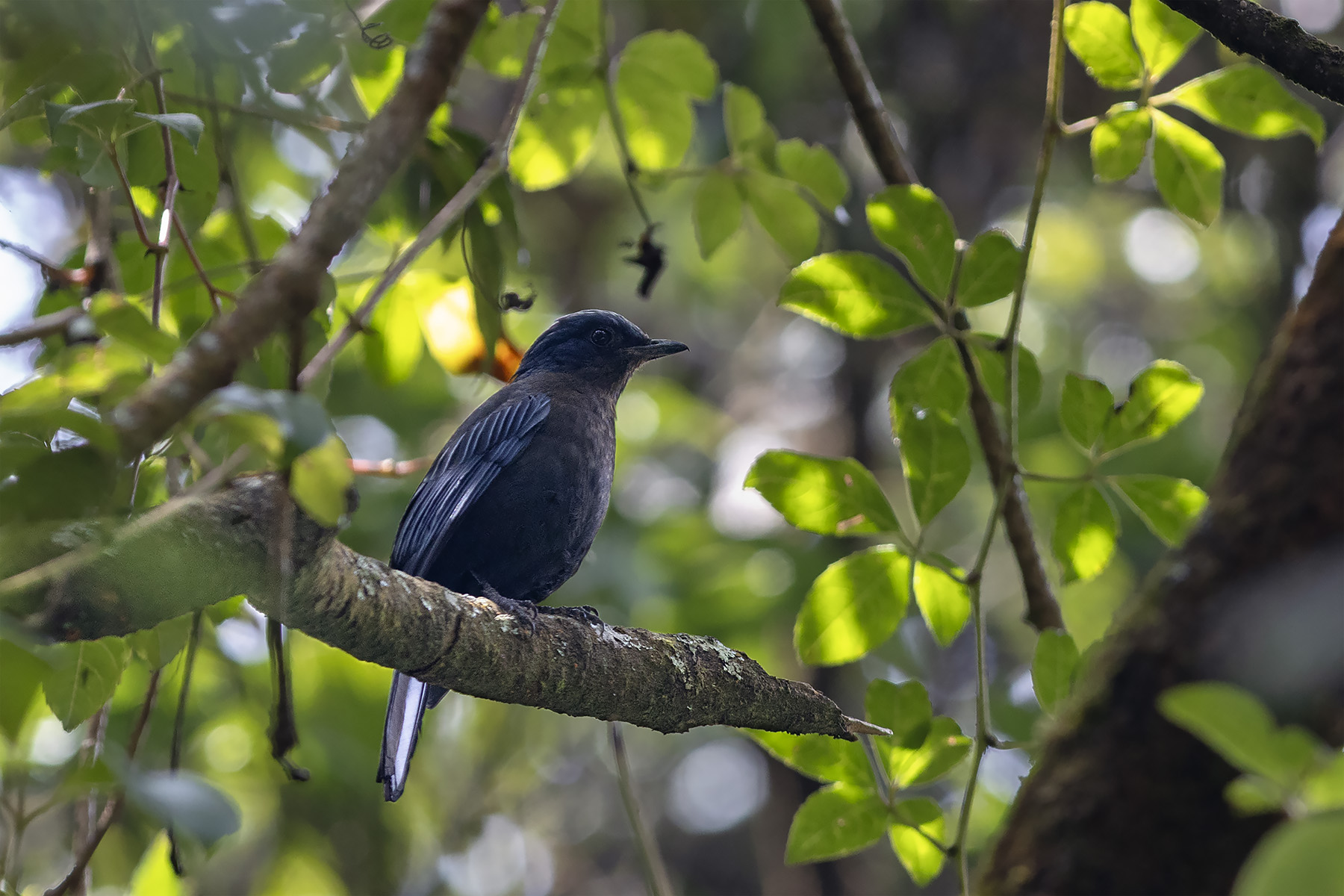 JAVA, BALI & KALIMANTAN (BORNEO) TOUR REPORT 2023 - BIRDQUEST