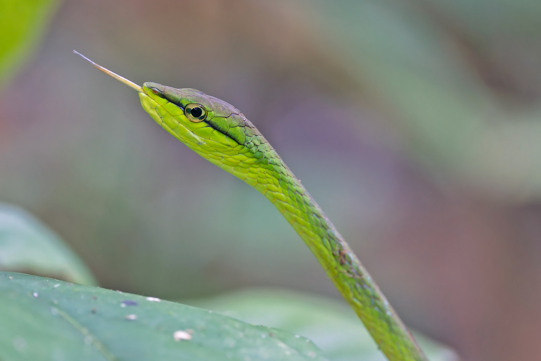 Panama Birding Tours - Darien Bird-watching - Birdquest