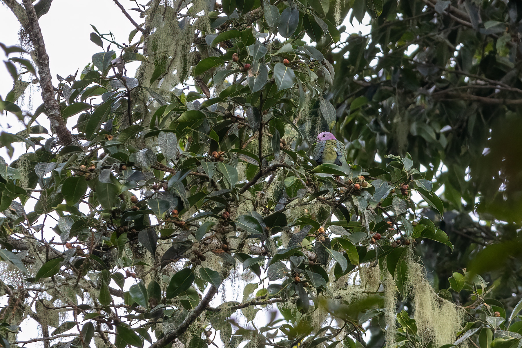 JAVA, BALI & KALIMANTAN (BORNEO) TOUR REPORT 2023 - BIRDQUEST