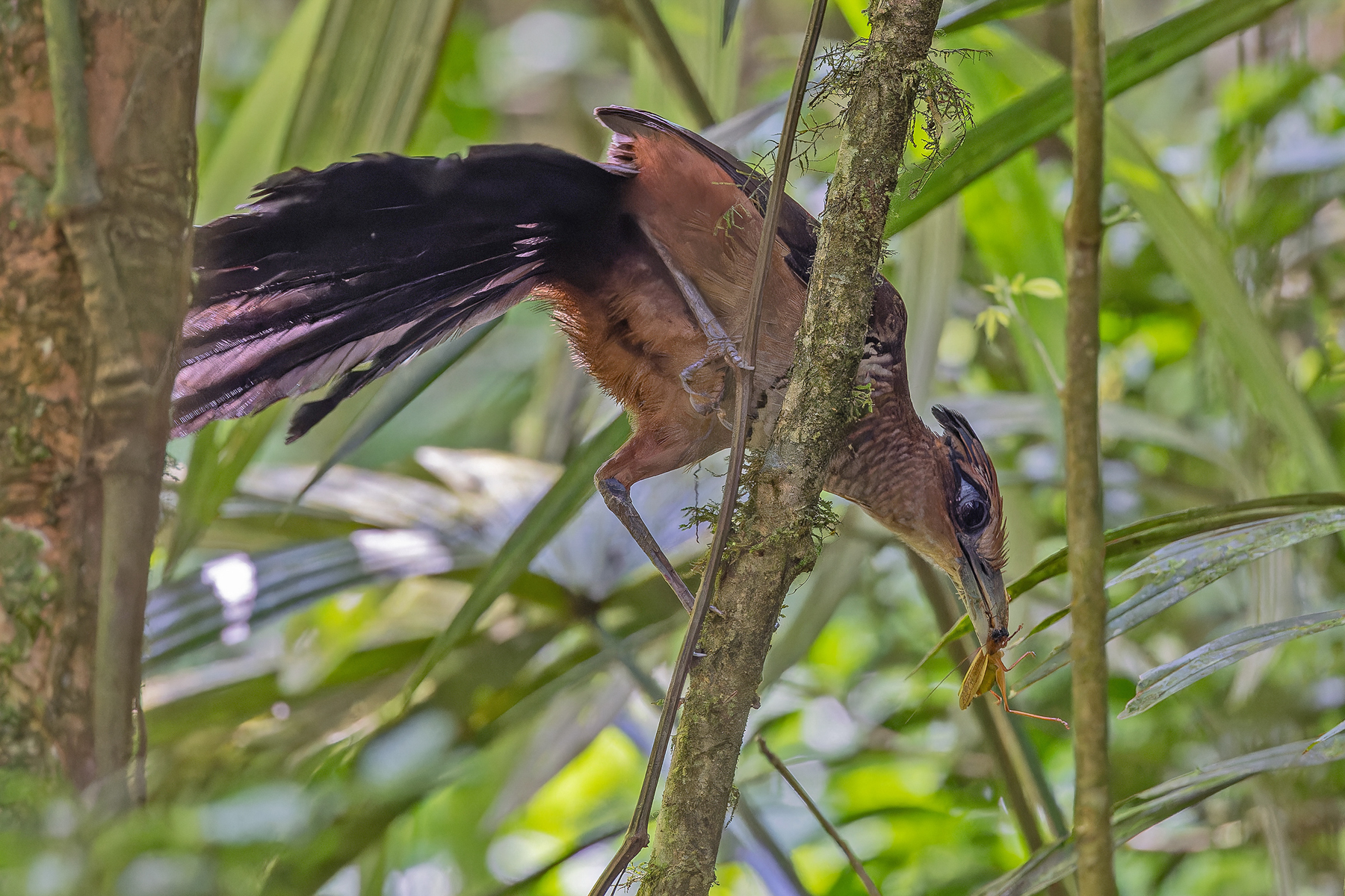 Panama Birding Tours - Darien Bird-watching - Birdquest