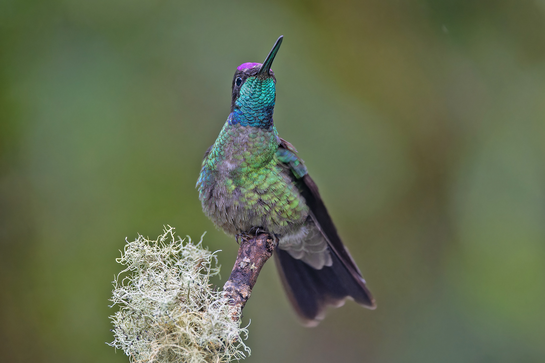 Panama Birding Tours - Darien Bird-watching - Birdquest