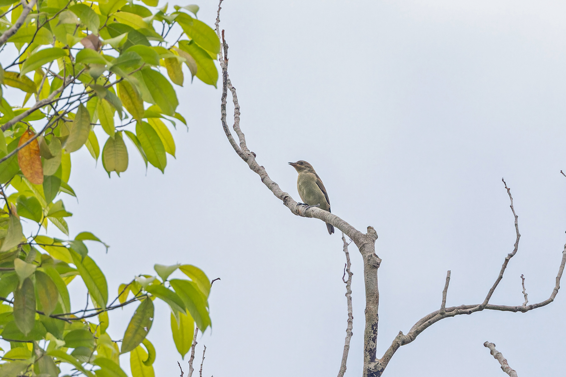 Panama Birding Tours - Darien Bird-watching - Birdquest