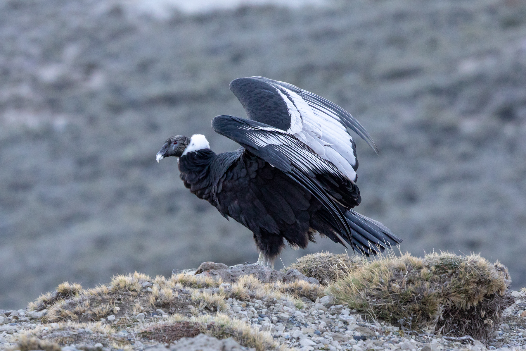 Chile Birding Tours - Chile Birdwatching Tours - Birdquest