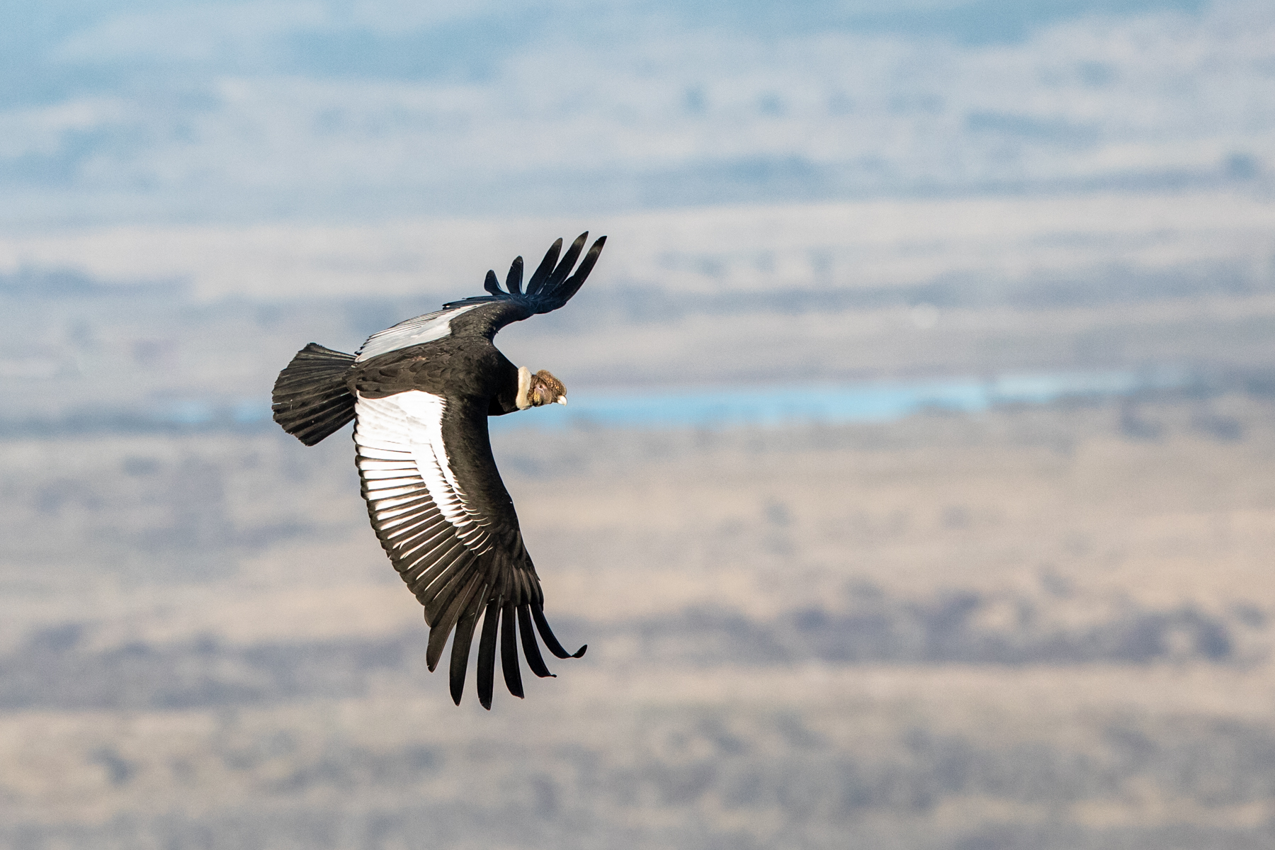 Chile Birding Tours - Chile Birdwatching Tours - Birdquest