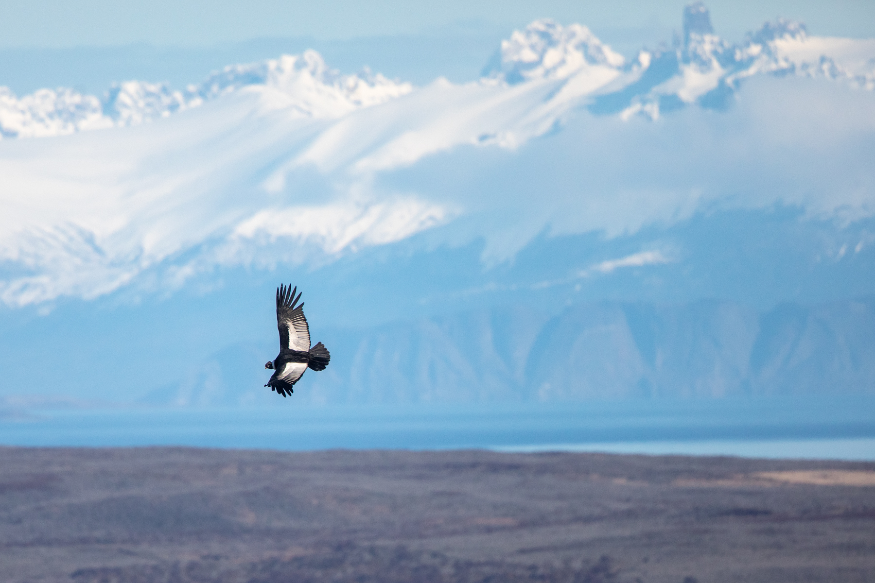 Chile Birding Tours - Chile Birdwatching Tours - Birdquest