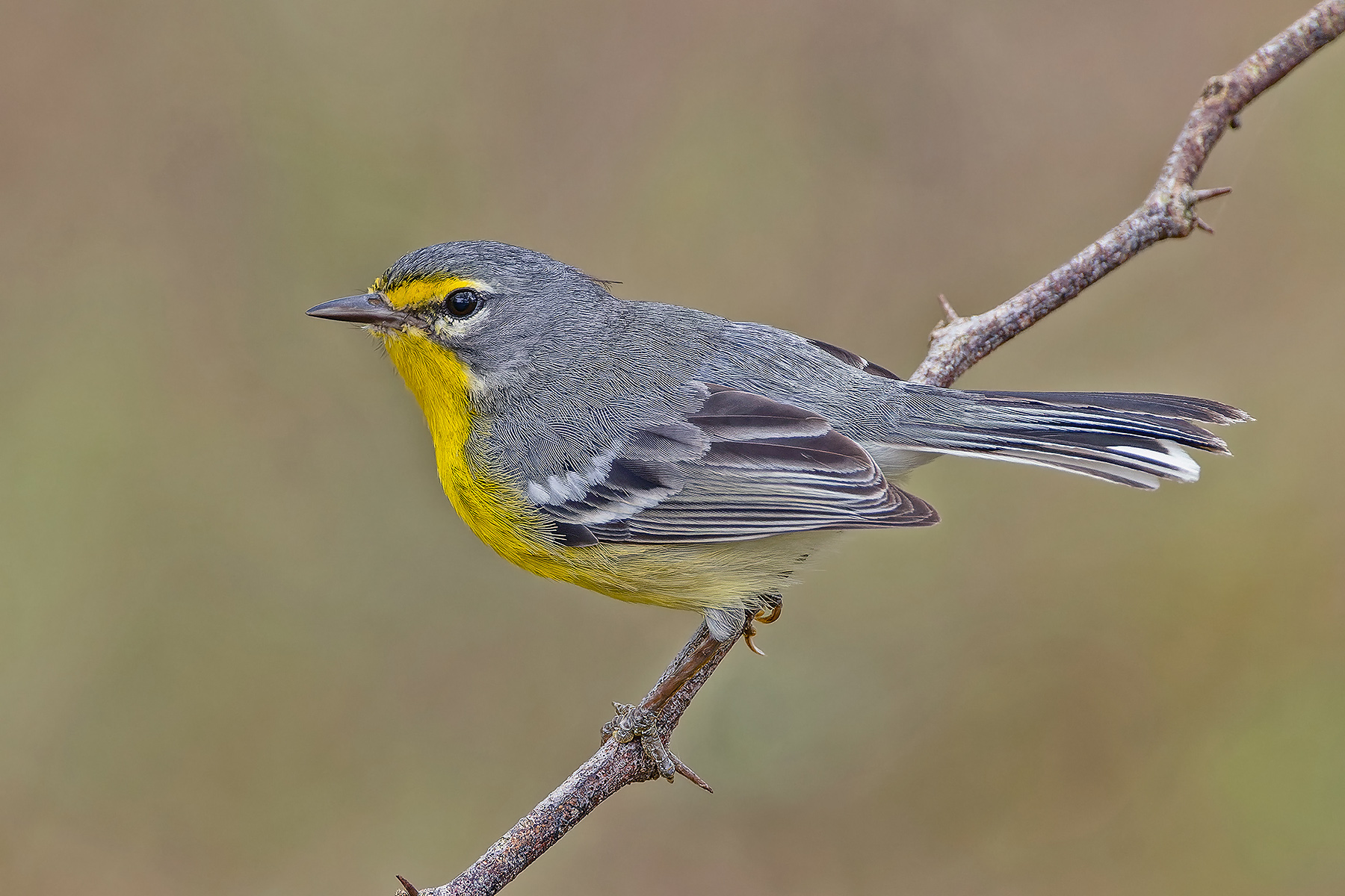 Dominican Republic Birding Tours - Puerto Rico - Jamaica