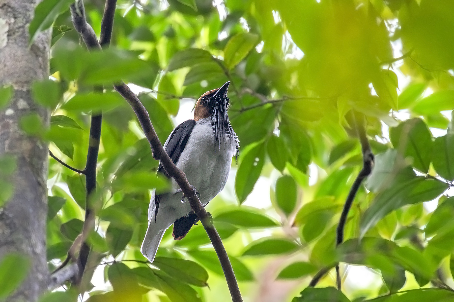 Venezuela Birding Tours - Birdwatching - Birdquest