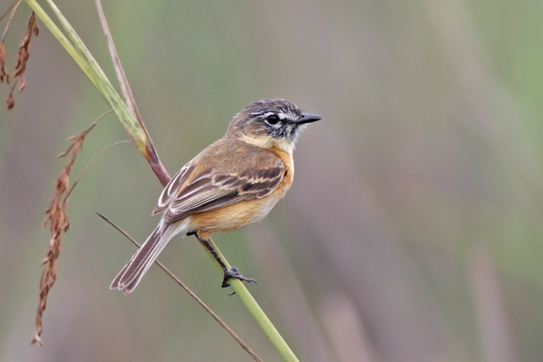 Venezuela Birding Tours - Birdwatching - Birdquest
