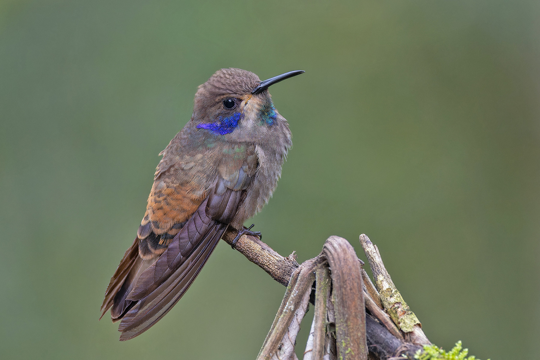 Venezuela Birding Tours - Birdwatching - Birdquest