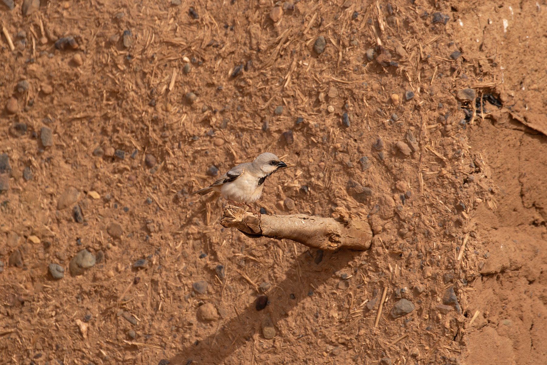 Morocco Birding Tours - Birdwatching- Birds of Morocco - Birdquest