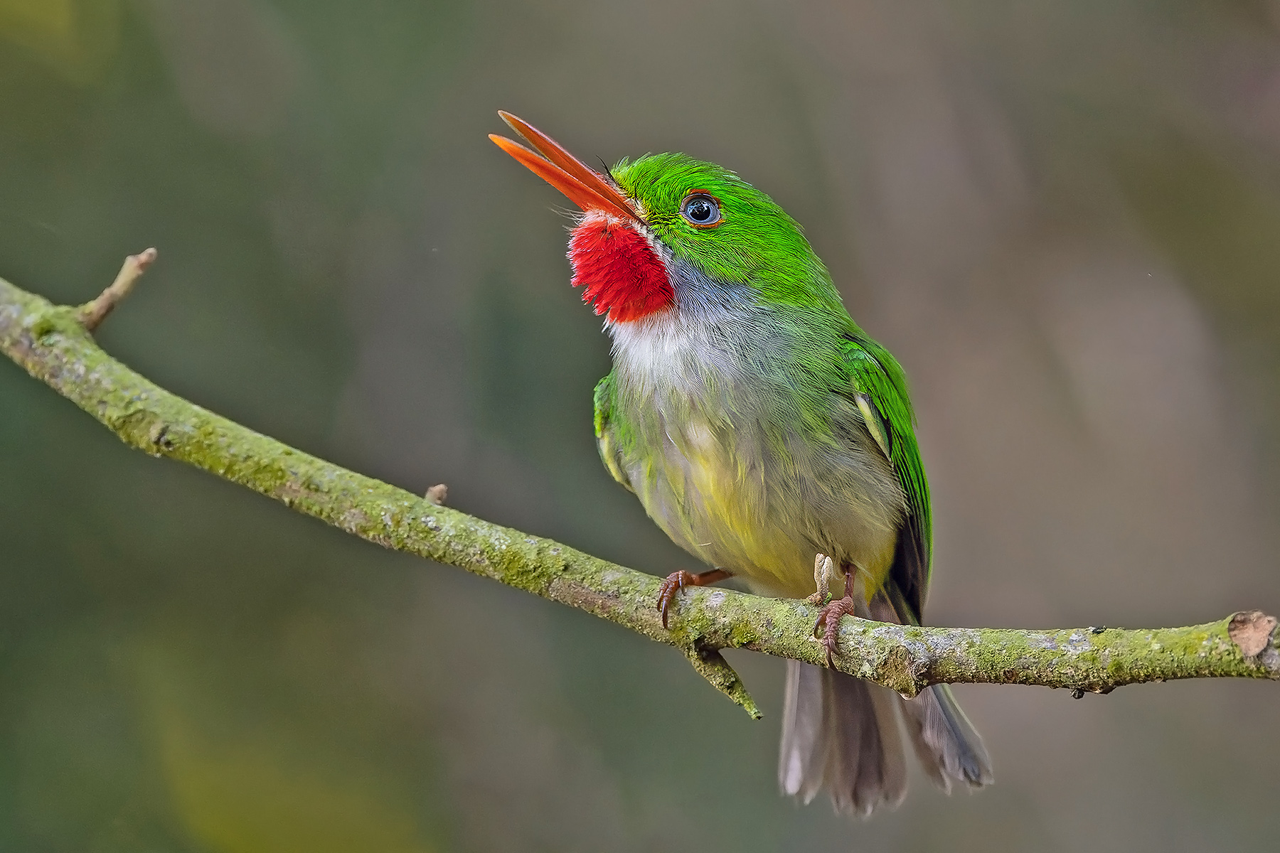 Dominican Republic Birding Tours - Puerto Rico - Jamaica