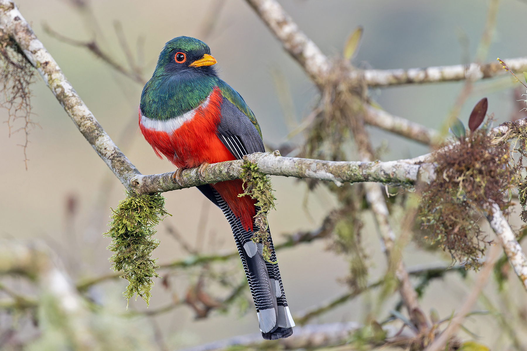 Venezuela Birding Tours - Birdwatching - Birdquest