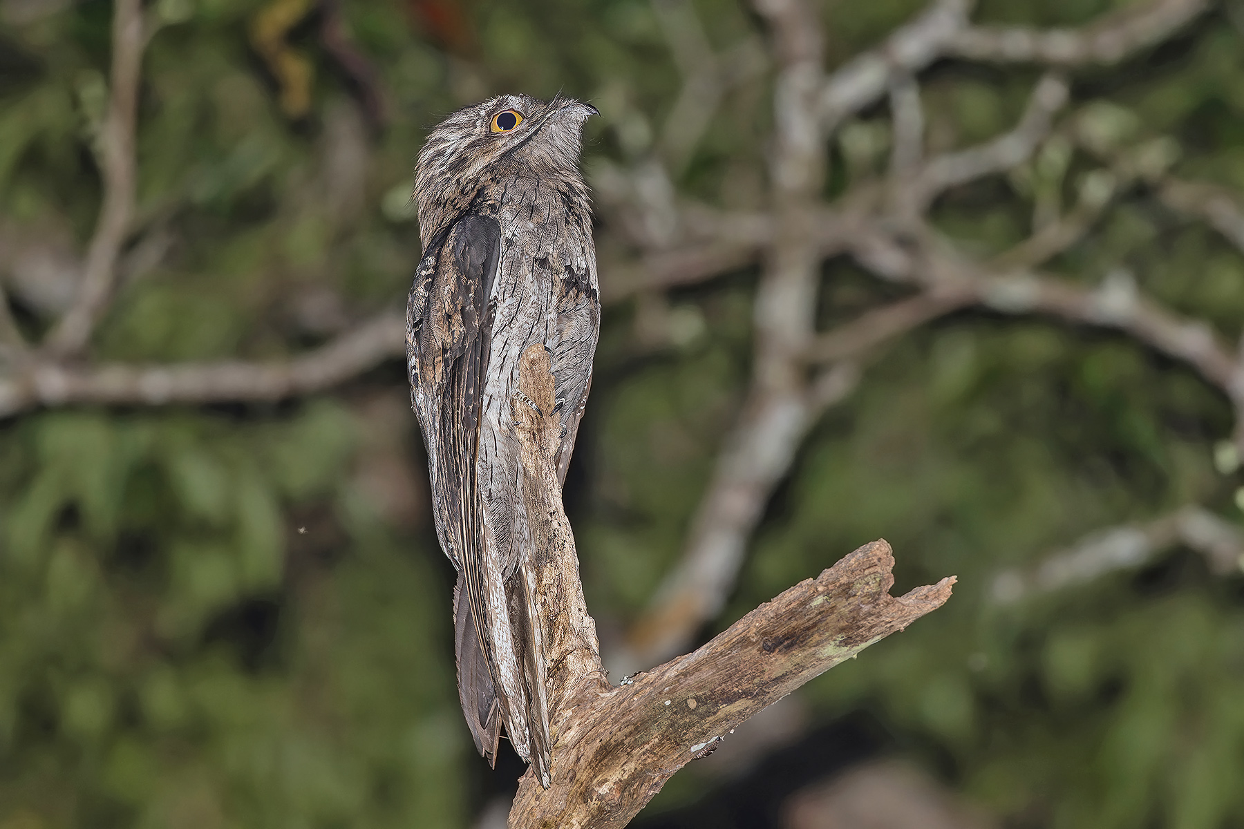 Dominican Republic Birding Tours - Puerto Rico - Jamaica
