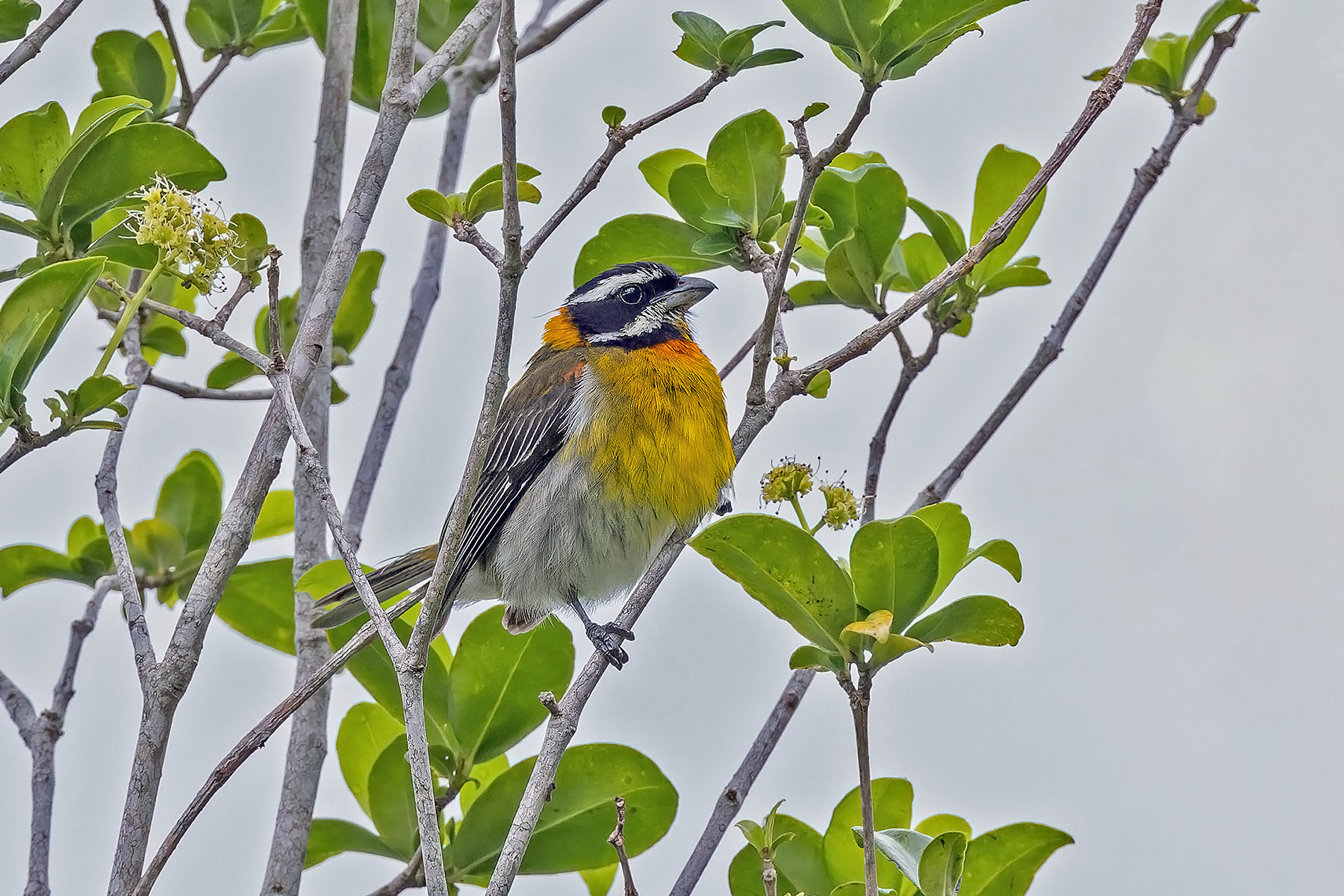 Dominican Republic Birding Tours - Puerto Rico - Jamaica