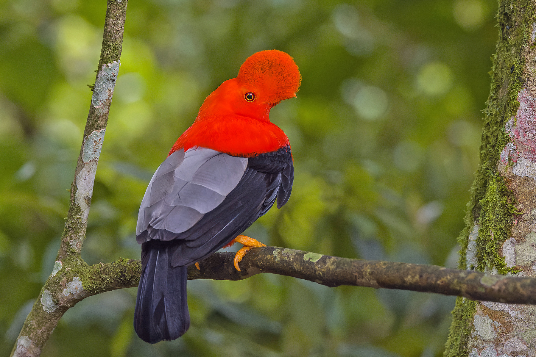 Manu Road birding tours - Cusco Andes specialities - Birdquest