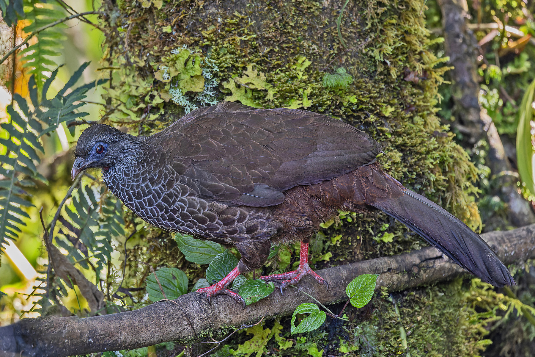 Western Venezuela Tours - Birdquest