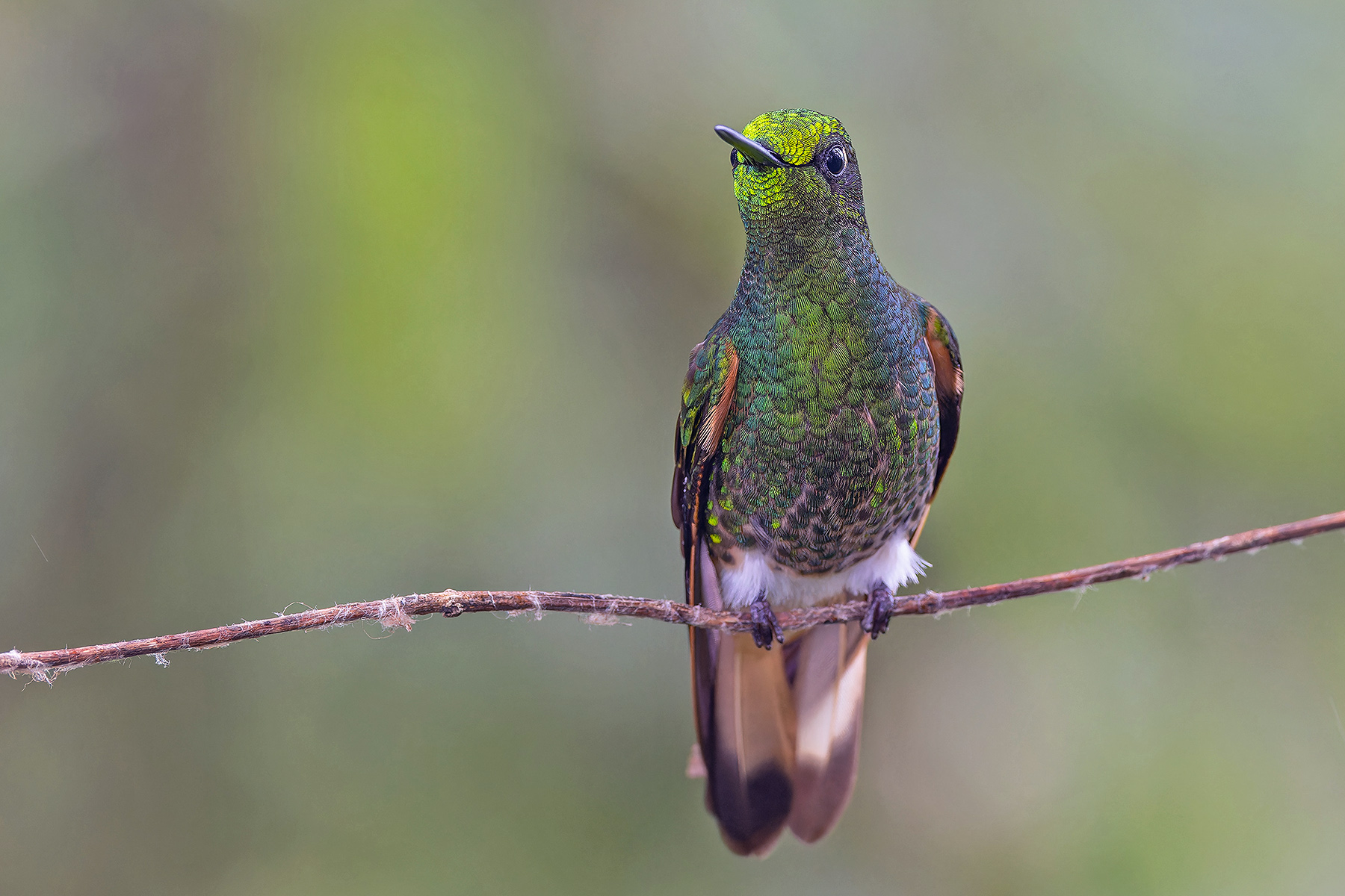 Western Venezuela Tours - Birdquest
