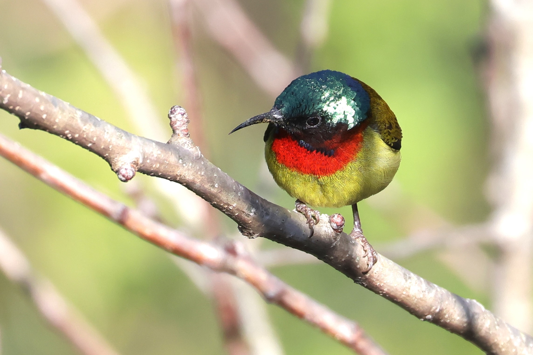 Southwest China Tours - Endemics & Specialities - Birdquest