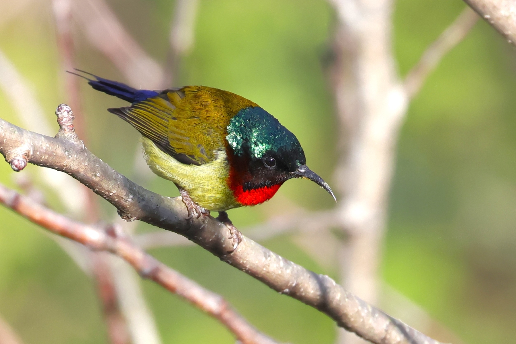 CHINA IN WINTER TOUR REPORT 2024 - BIRDQUEST