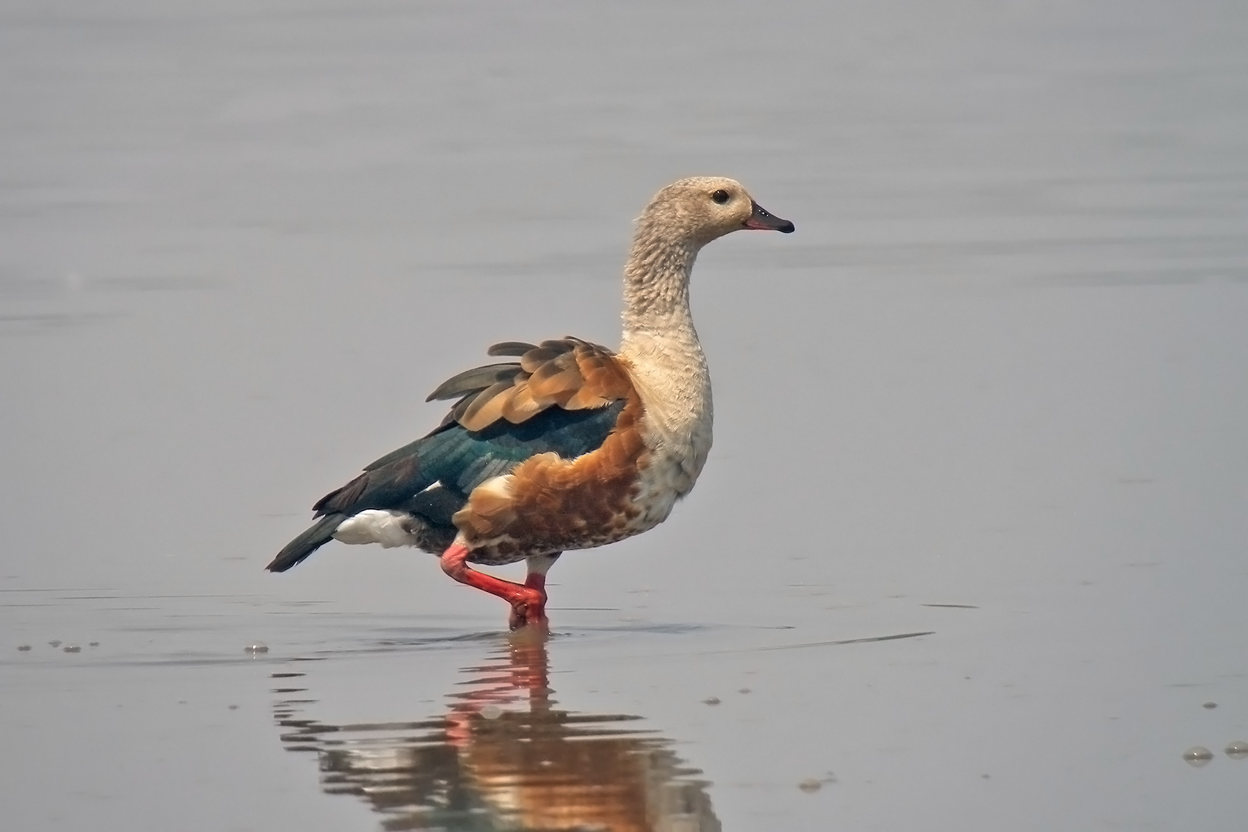 Western Venezuela Tours - Birdquest