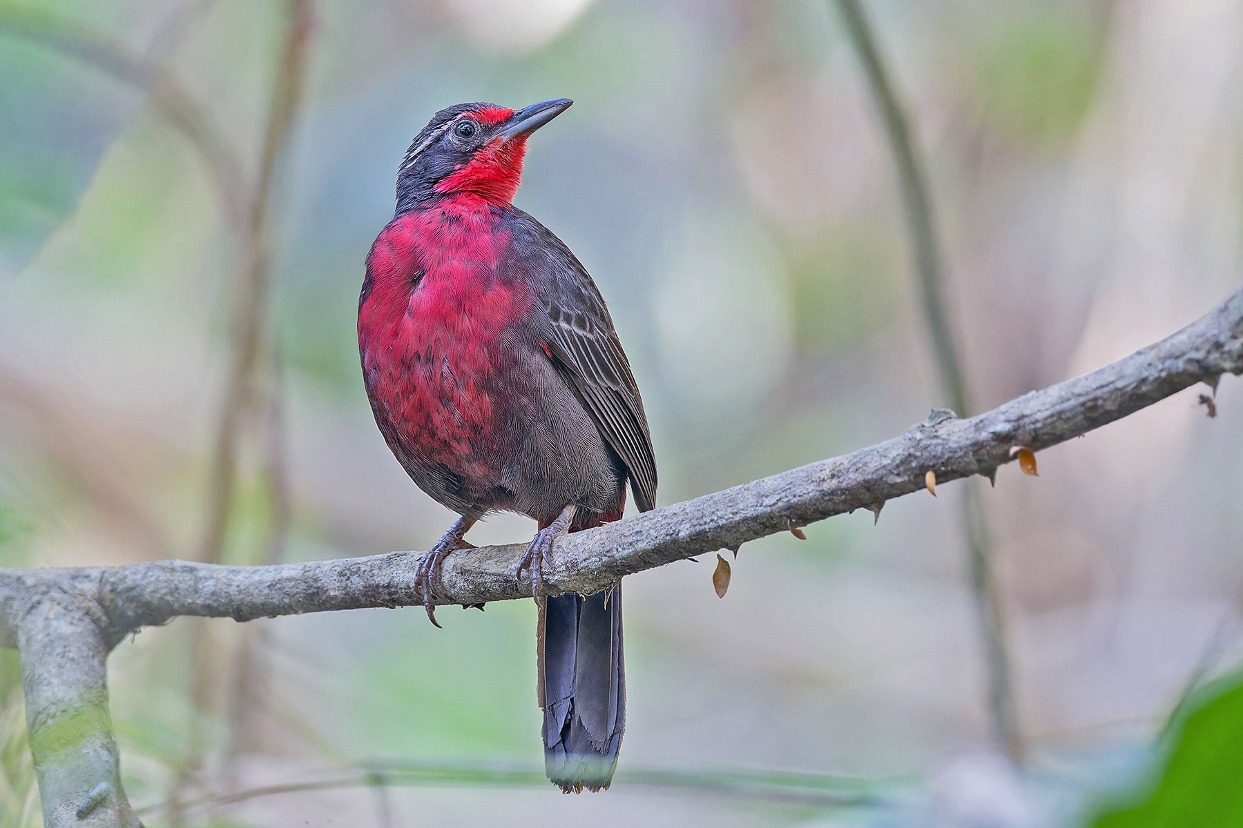 Western Venezuela Tours - Birdquest