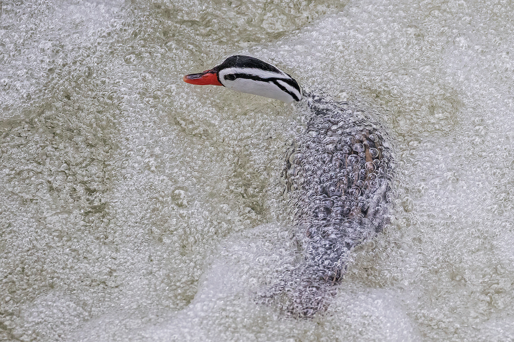 Western Venezuela Tours - Birdquest
