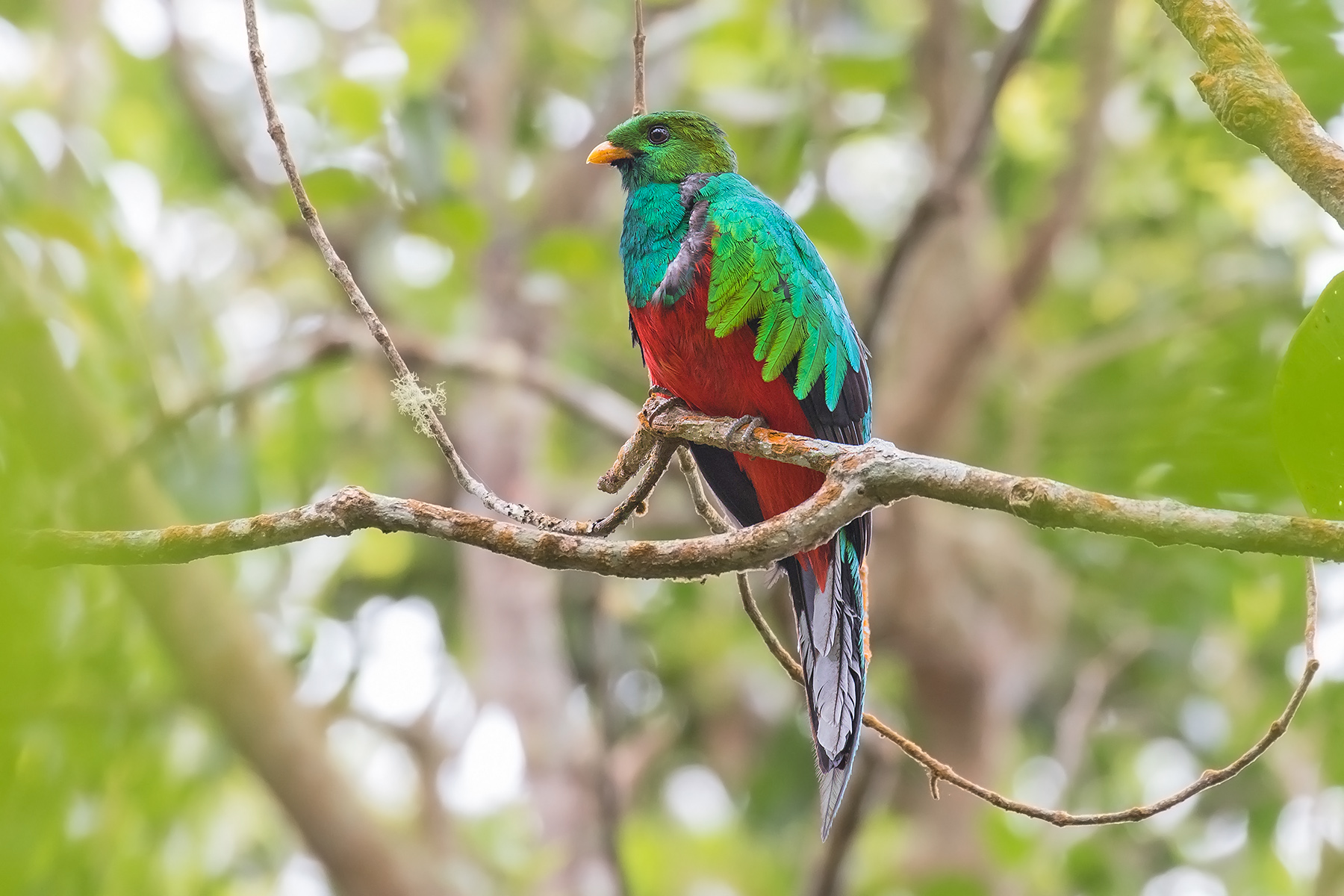 Western Venezuela Tours - Birdquest