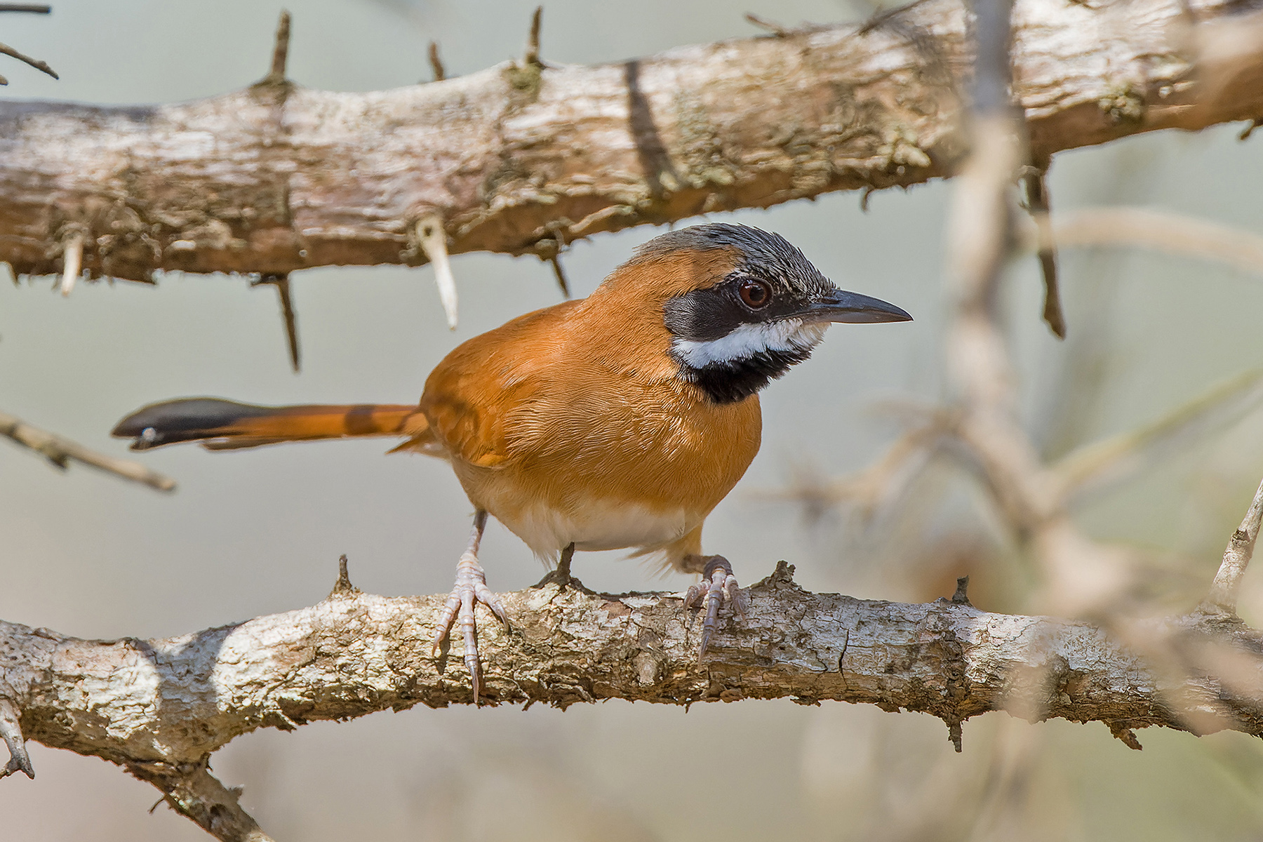 Western Venezuela Tours - Birdquest