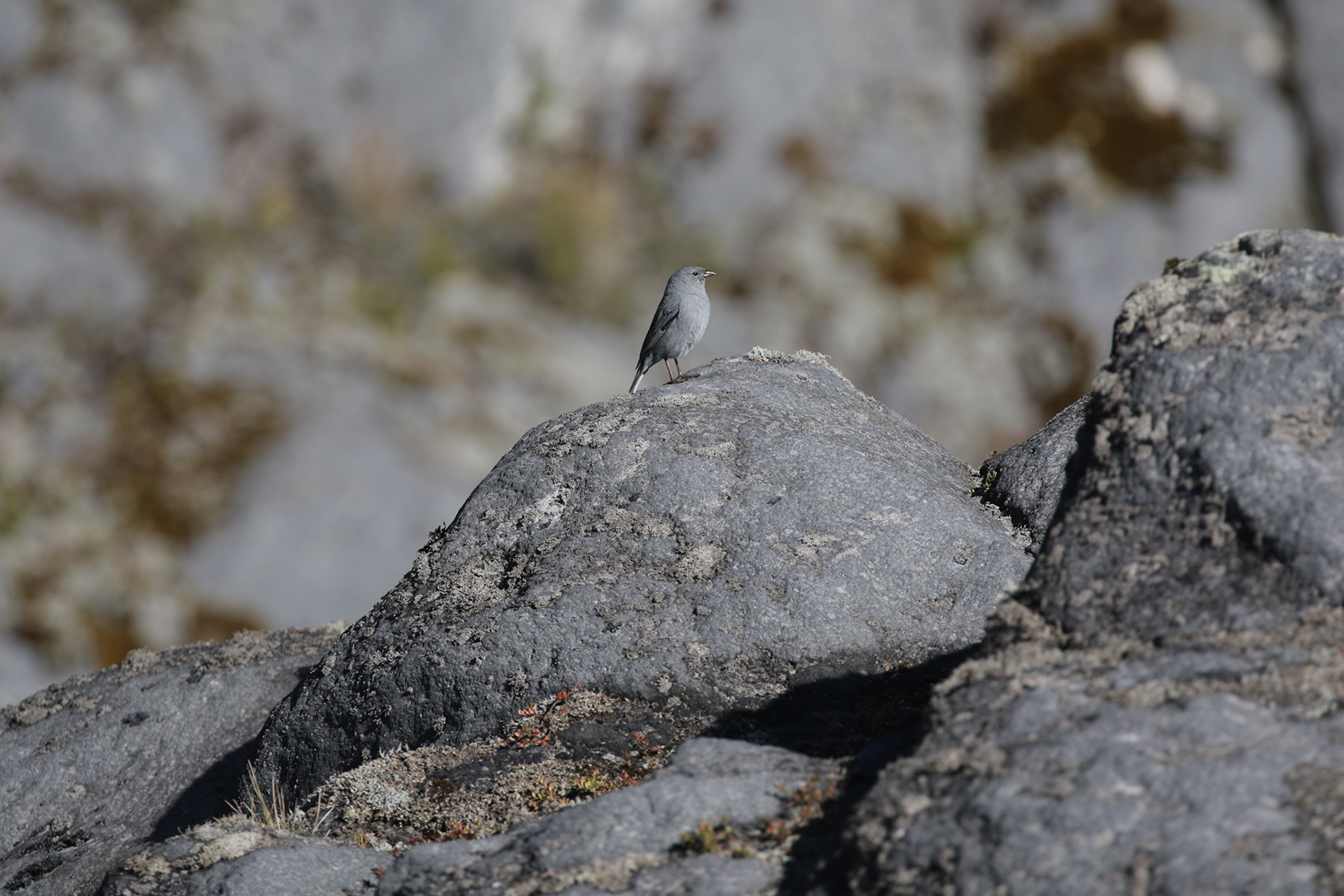 CLASSIC COLOMBIA TOUR REPORT 2024 - BIRDQUEST