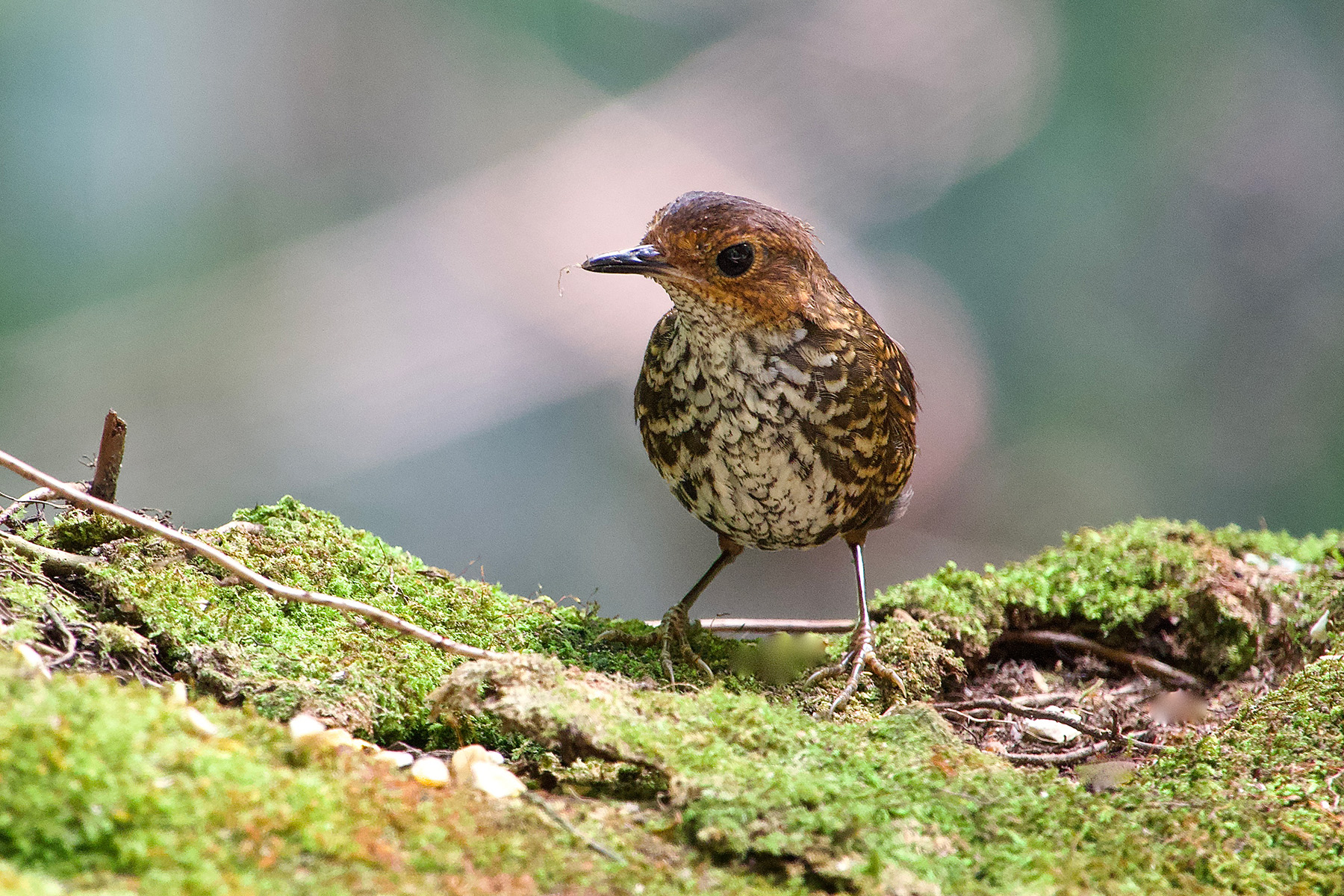 MALAYSIA & SINGAPORE SPECIALITIES TOUR REPORT 2024 - BIRDQUEST