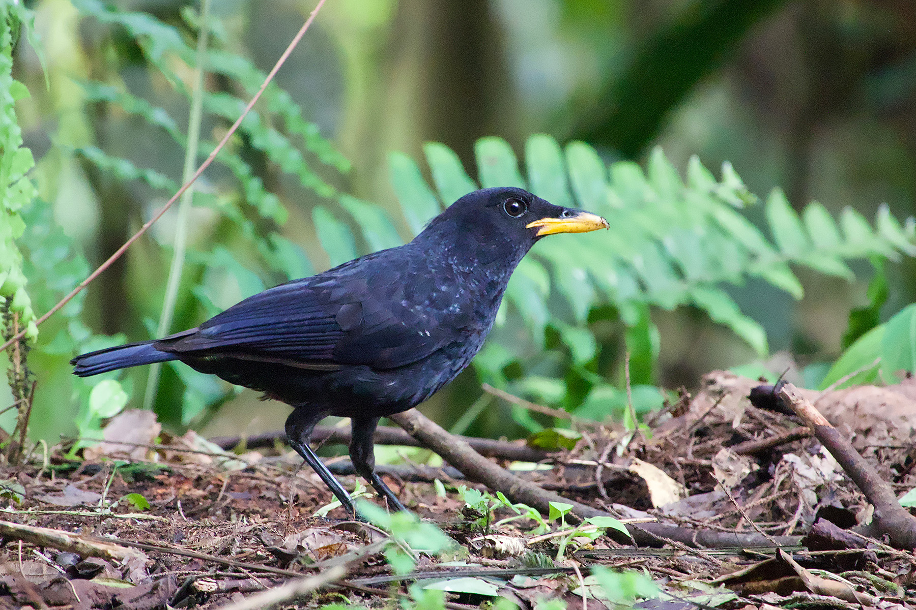 MALAYSIA & SINGAPORE SPECIALITIES TOUR REPORT 2024 - BIRDQUEST