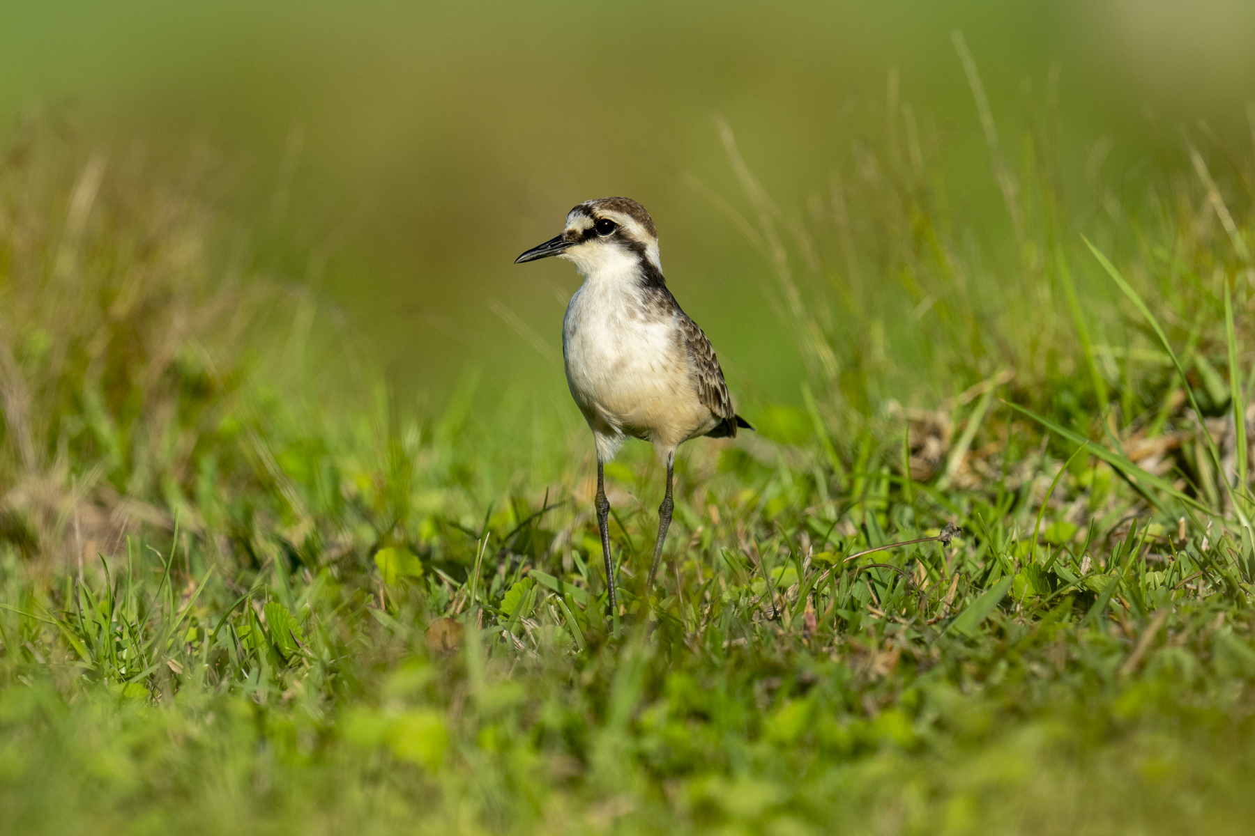 Atlantic Odyssey Birding Tours - Gough - Tristan - St Helena