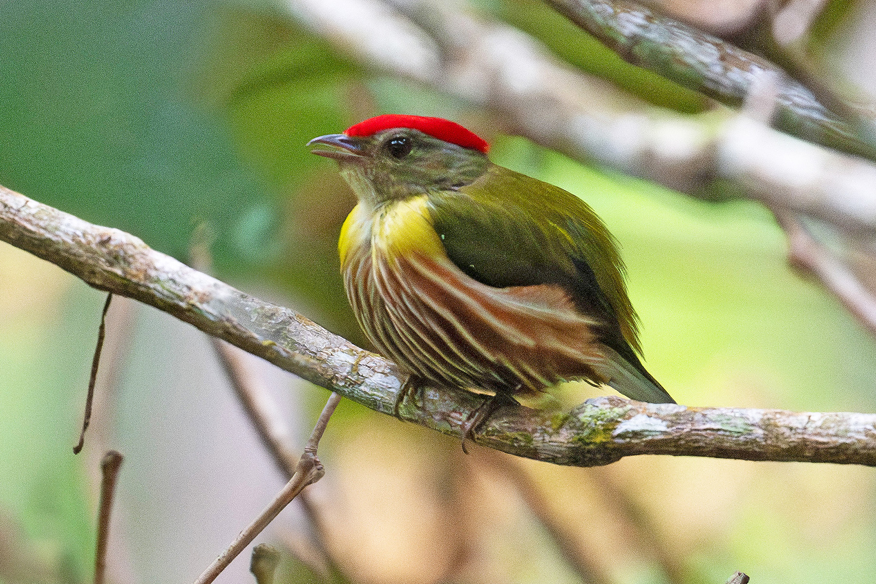 NORTHERN PERU TOUR REPORT 2024 - BIRDQUEST