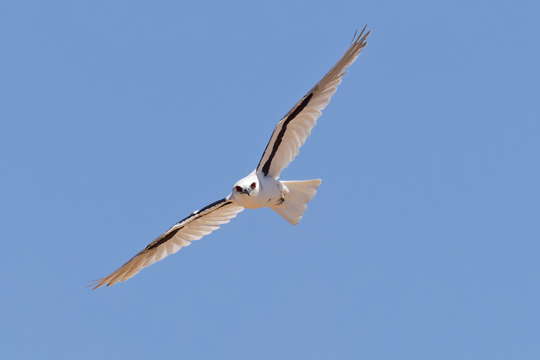 Southern Australia Birding Tours - Tasmania - Birdquest