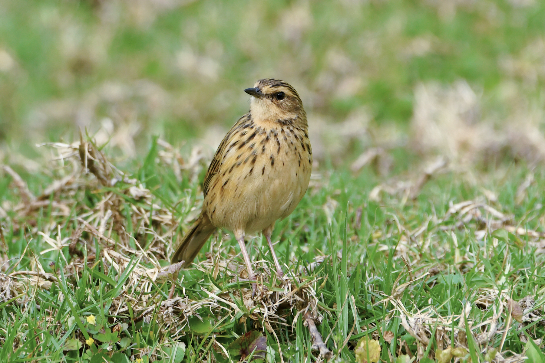 South India Birding Tours - Andamans - Birdwatching - Birdquest