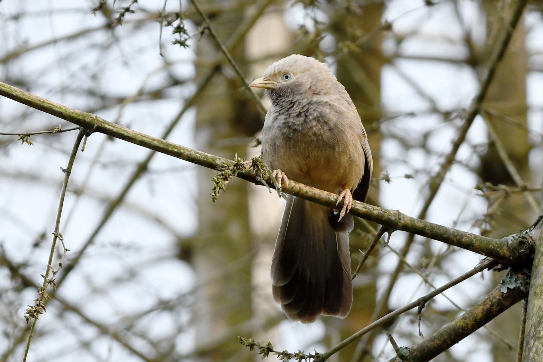 South India Birding Tours - Andamans - Birdwatching - Birdquest