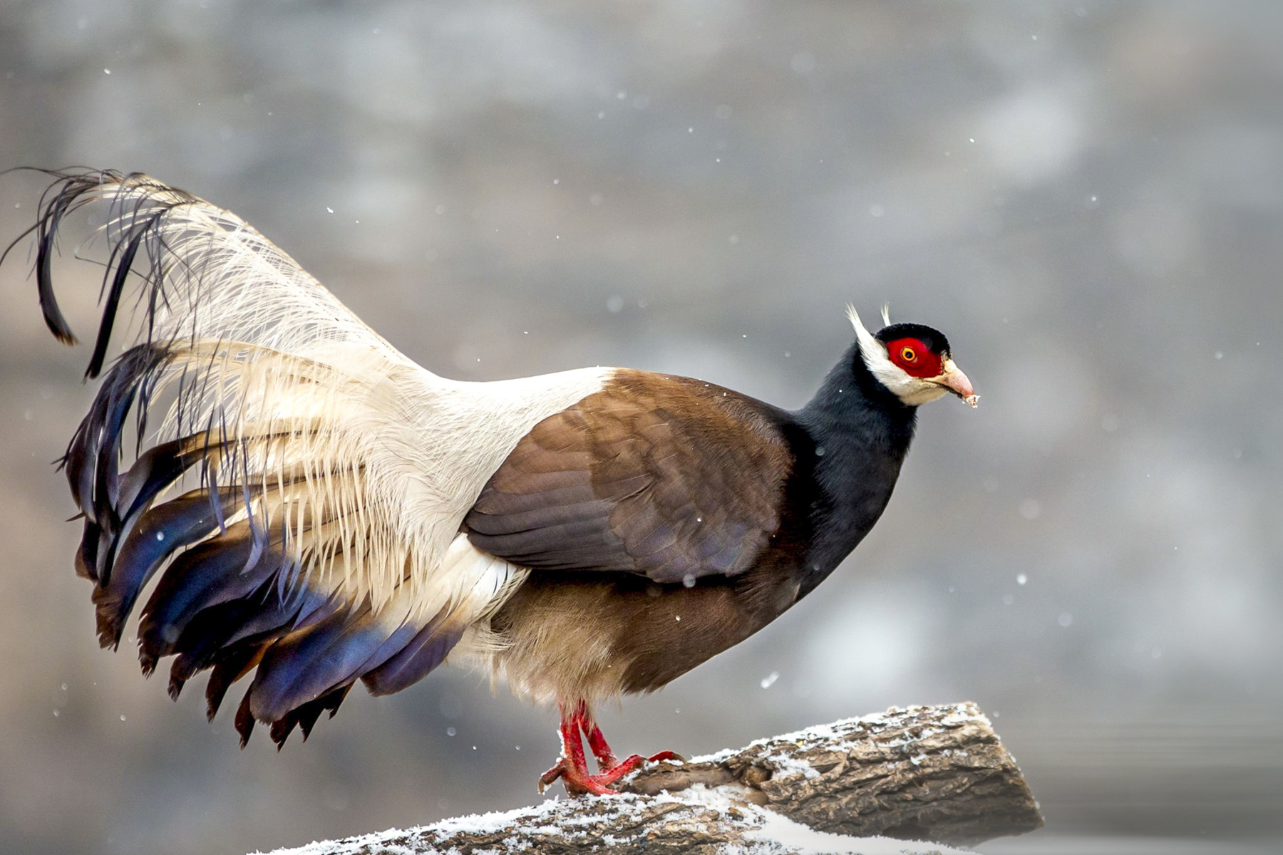 Birding Tours - Bird Watching Tours - Birding Holidays - Birdquest