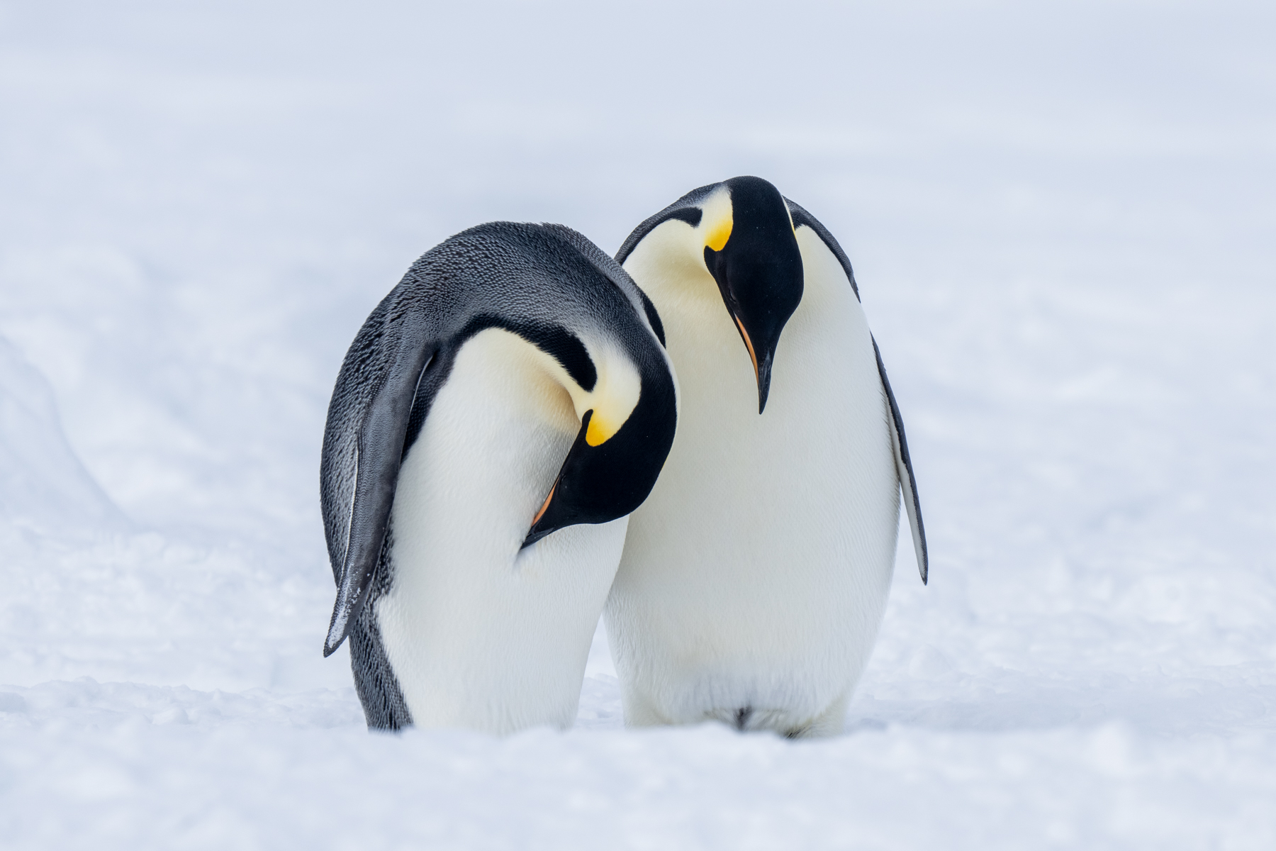 Antarctica Birding Tours - Antarctic Peminsula- Birdquest