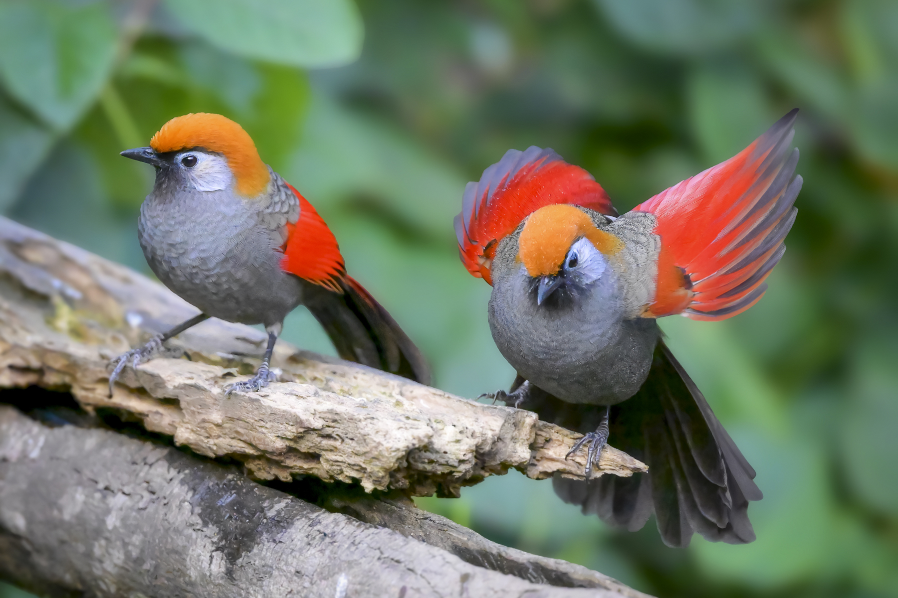 Southwest China Tours - Endemics & Specialities - Birdquest