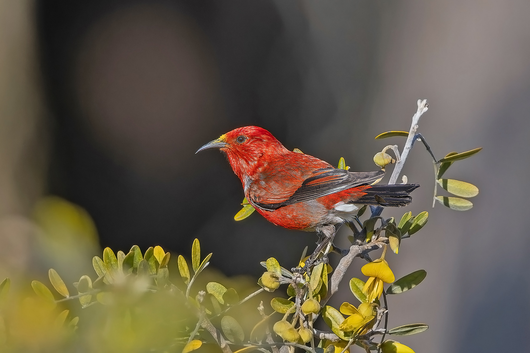 Hawaii Birding Tours - Birdwatching - Birds of Hawaii - Birdquest