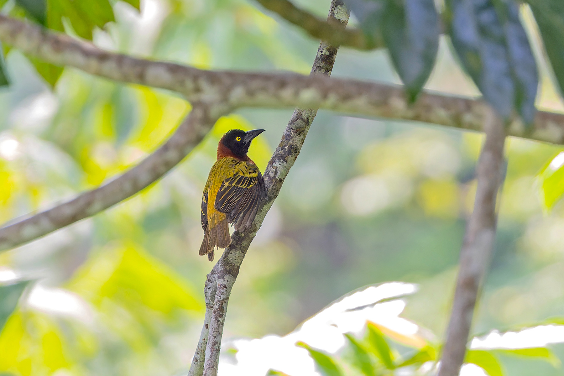 São Tomé & Príncipe Birding Tours - Birdwatching - Birdquest